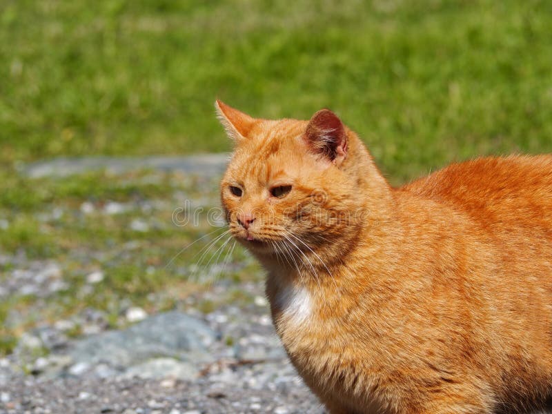 Cuddly adult ginger cat stock image. Image of adult - 170550441