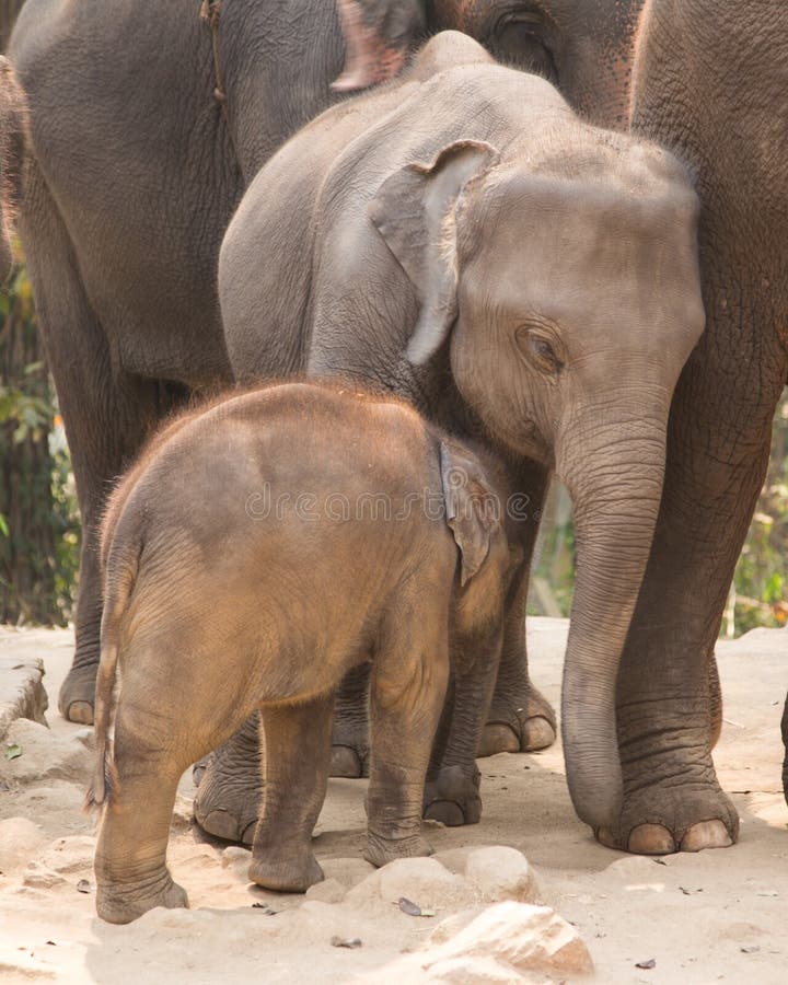 Cuddly baby elephant stock image. Image of love, world - 54770757