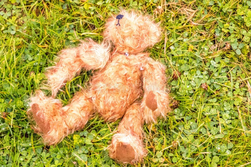 Cuddly Bear stock image. Image of travel, grass, cute - 122294159