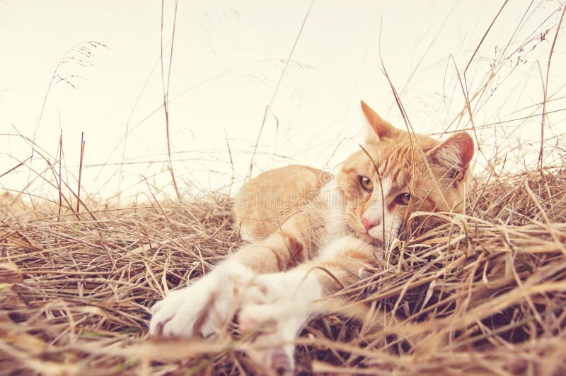 Cuddly Cat Paws Outstretched Stock Photo - Image of tabby, playing ...