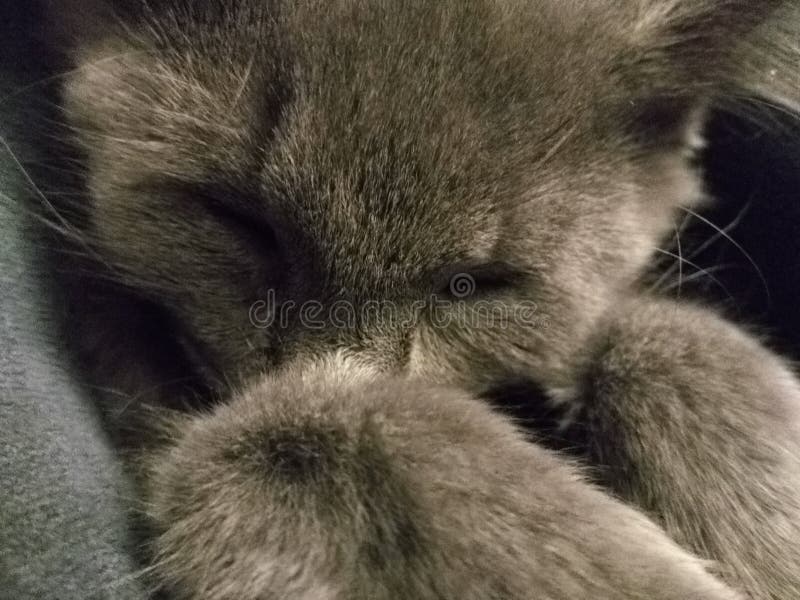 Sleepy head stock photo. Image of room, woman, girl, inside - 11959870