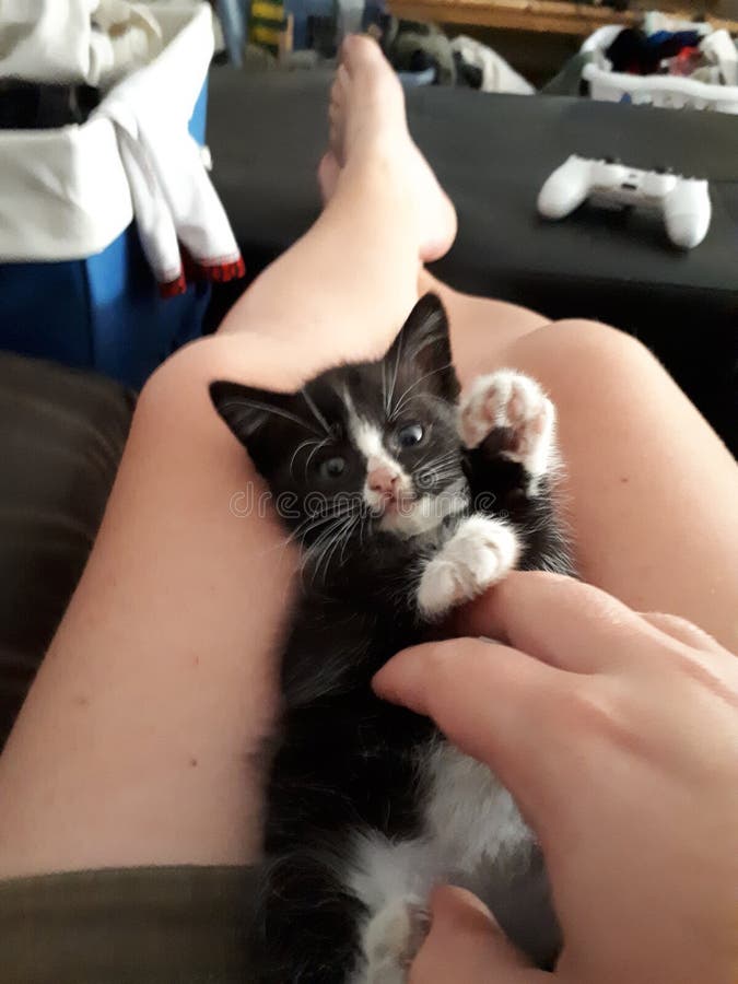 Kitty stock image. Image of kitten, cuddly, kitty, friend - 122942229