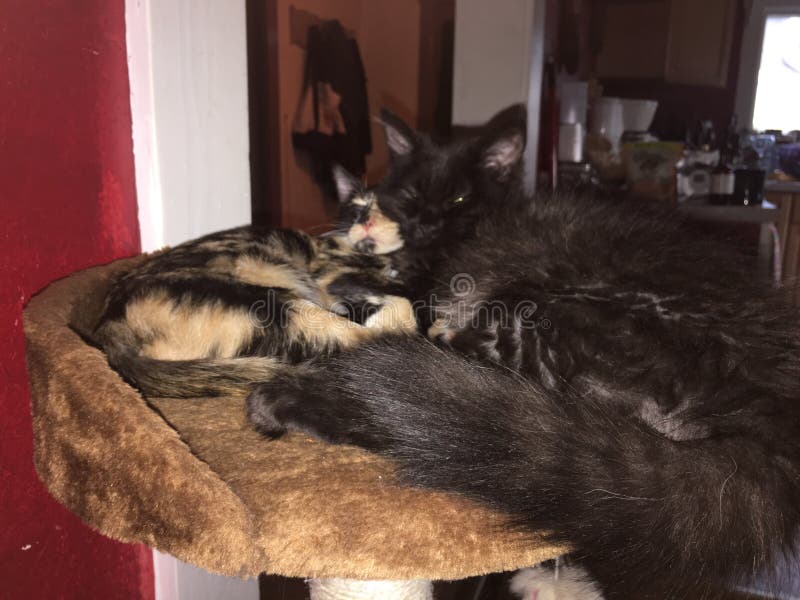 Cuddly kittens stock photo. Image of sweet, fluffy, cuddly - 97323308