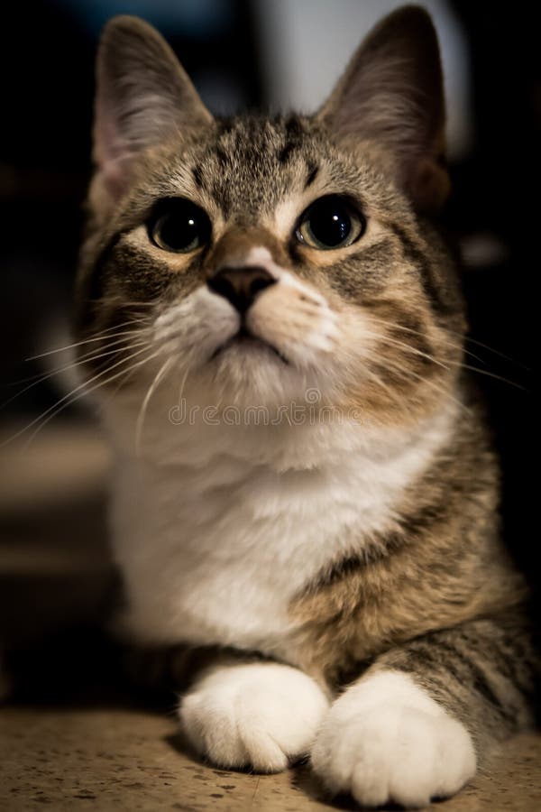 Cuddly Kitty Cat Laying Around the House Stock Image - Image of playful ...