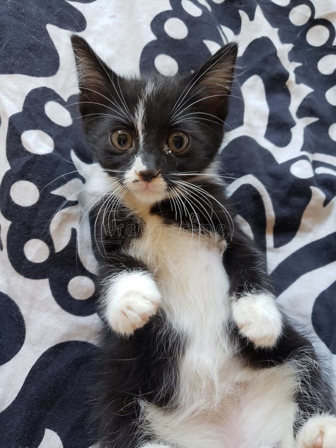 Cuddly pretty kitty stock photo. Image of textile, white - 187263528