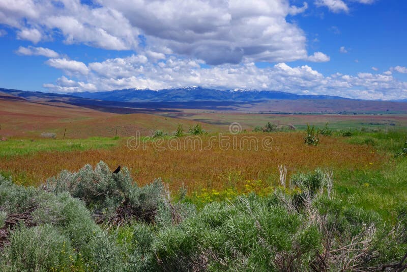 Cuddy Mountain, at Midvale, Idaho Stock Image - Image of fields, green ...