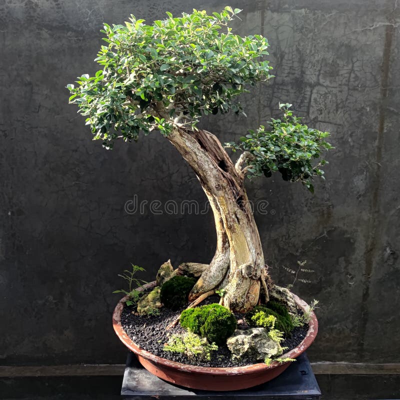 White Oak Bonsai