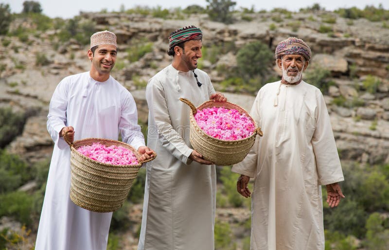 Cueillette Rose De Jabal AL Akhdar Photographie éditorial - Image du ...