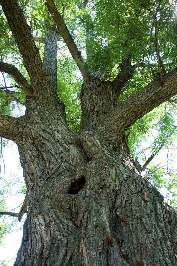 Cuento De Hadas Willow Tree Foto de archivo - Imagen de adentro ...