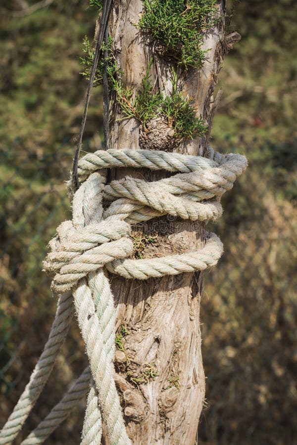 Cuerda atada a un árbol imagen de archivo. Imagen de cubo - 40843147
