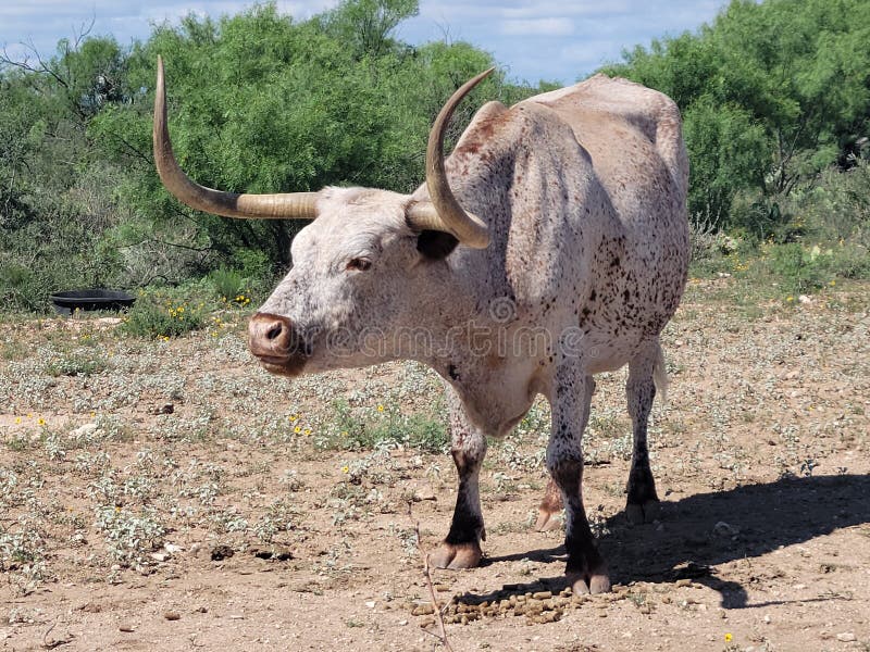 Vaca Y Becerro De Cuernos Largos De Tejas Imagen de archivo - Imagen de ...