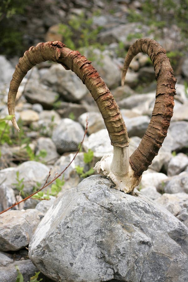 Cuernos imagen de archivo. Imagen de piedras, sangriento - 39501893