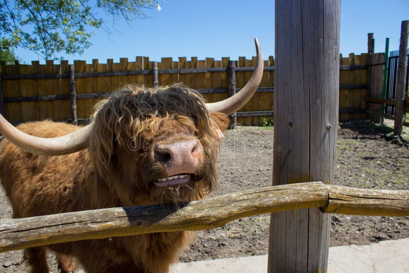 Cuernos de toro grandes imagen de archivo. Imagen de imagen - 56078765
