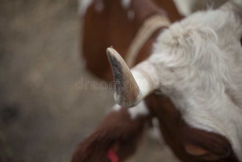 Cuernos De Vaca. Un Cuerno De Vaca En Foco. Animal. Imagen de archivo ...