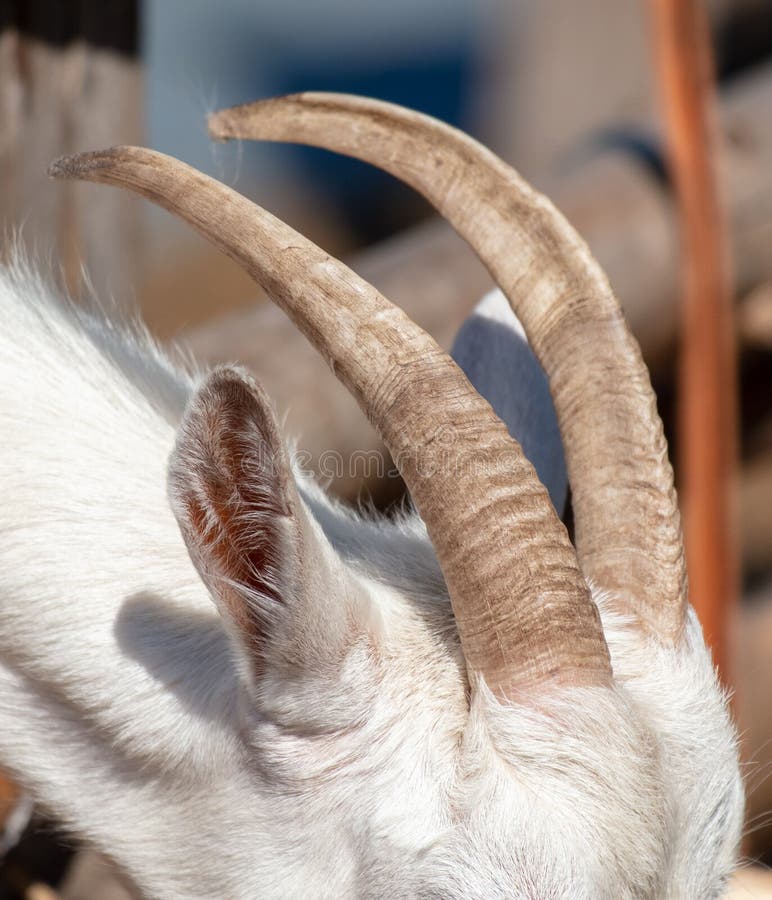 Cuernos En La Cabeza De Una Cabra. Imagen de archivo - Imagen de blanco ...