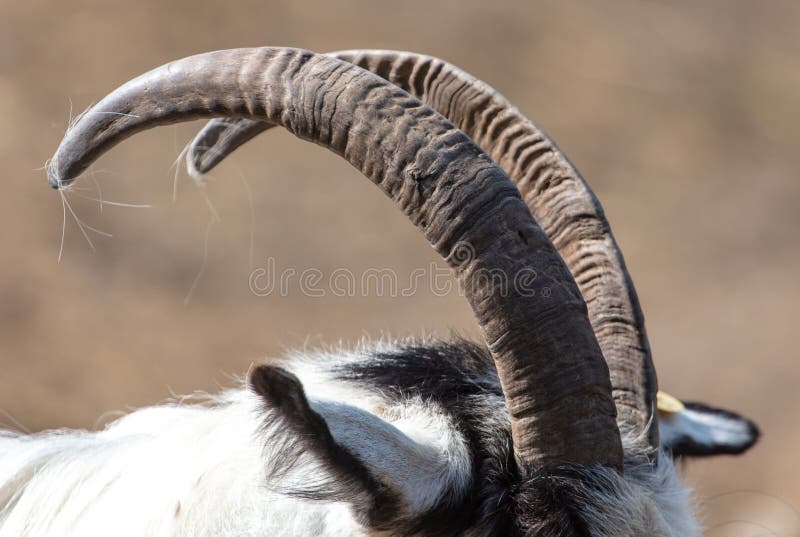 Cuernos Largos En La Cabeza De Las Cabras. Foto de archivo - Imagen de ...