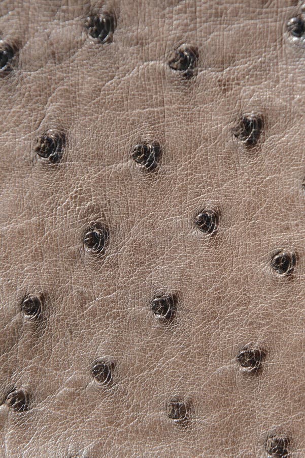 Pieles De Avestruz Beige Aisladas En Fondo Blanco Imagen De Archivo