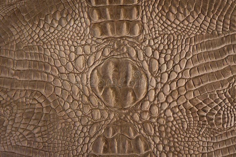 Cuero del cocodrilo imagen de archivo. Imagen de animal - 79539415
