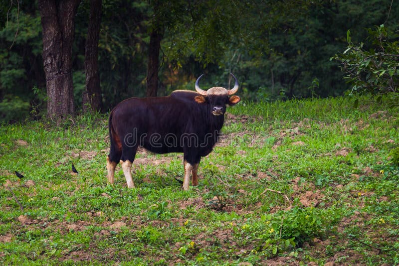 Cuerpo Completo De Gaur Masculino Foto de archivo - Imagen de cubo ...