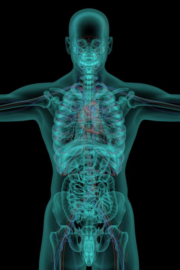 El Cuerpo Humano Con La Tráquea Inflamada Visible Y Los Bronquios 3d ...