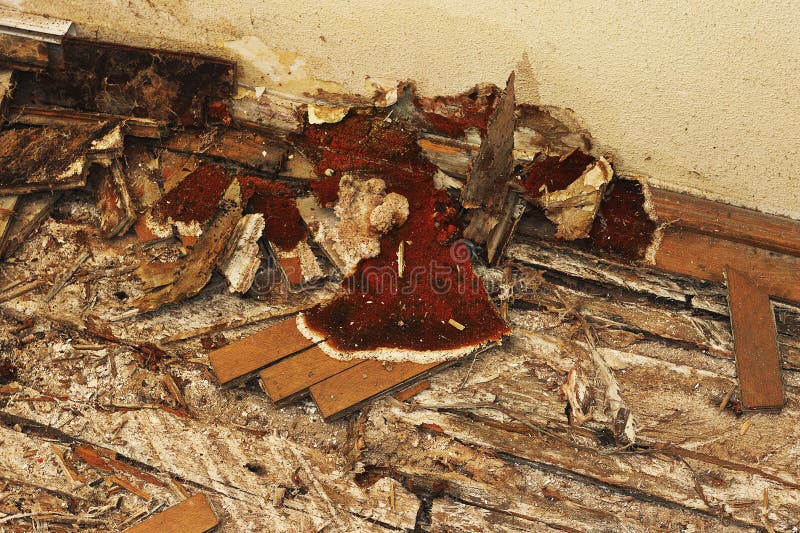 Putrefacción Fotos De Stock - Descarga 16,242 Fotos Libres de Derechos