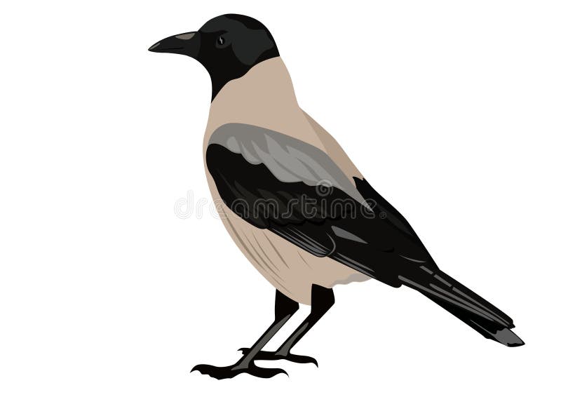 Cuervo ilustración del vector. Ilustración de cuervo - 18648336