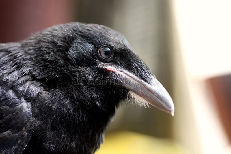 647 Cuervo Del Bebé Fotos de stock - Fotos libres de regalías de Dreamstime