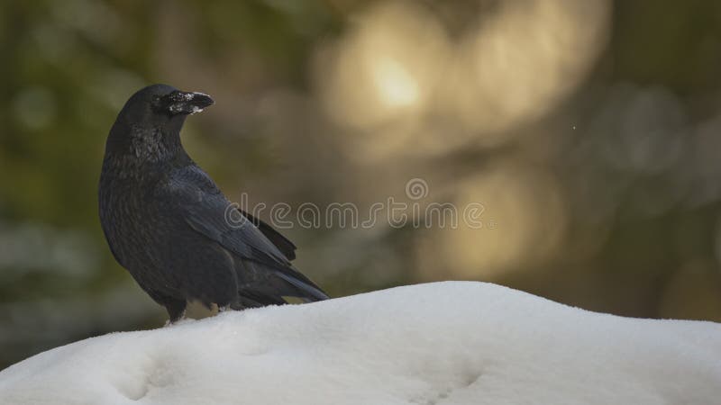Cuervo foto de archivo. Imagen de retrato, ciudad, real - 29548152