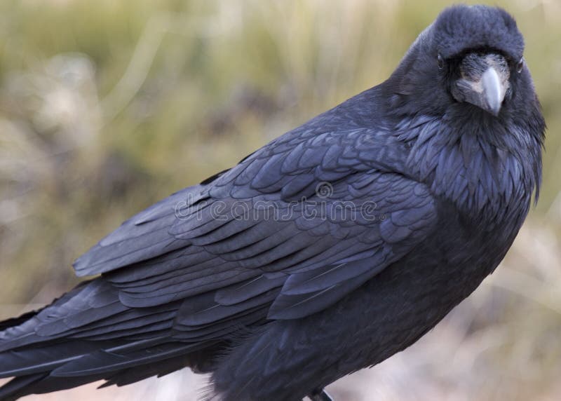 Cuervo foto de archivo. Imagen de hermoso, corvus, limpiador - 725826