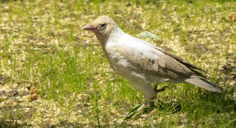 Cuervo blanco foto de archivo. Imagen de gris, escocés - 94140016
