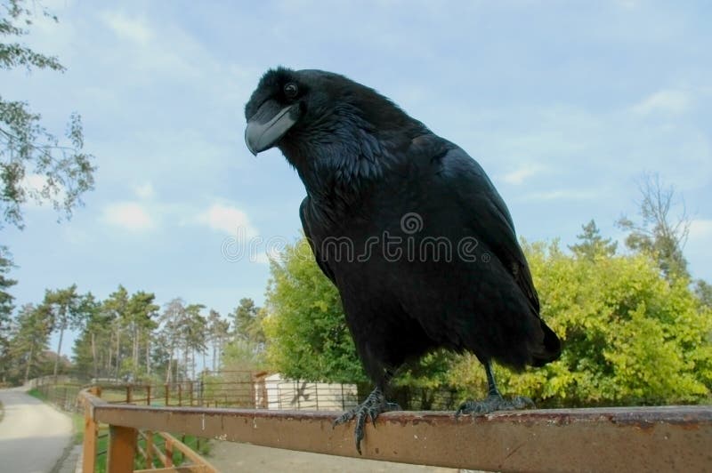 Cuervo (corax del Corvus) imagen de archivo. Imagen de cielo - 13788955