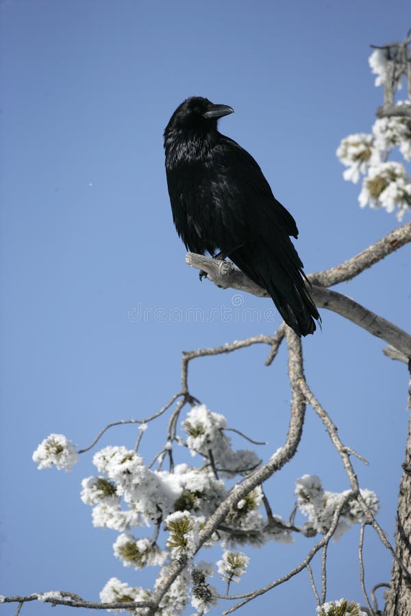 Cuervo, corax del Corvus imagen de archivo. Imagen de fauna - 34873945