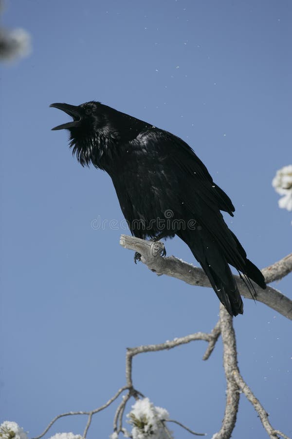 Cuervo, corax del Corvus imagen de archivo. Imagen de estrépito - 34133837