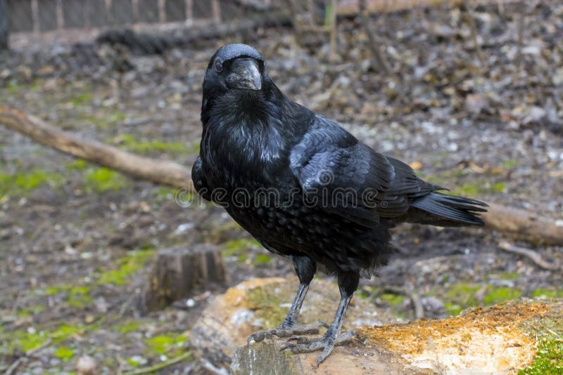 Cuervo (corax del Corvus) imagen de archivo. Imagen de corvus - 50142587