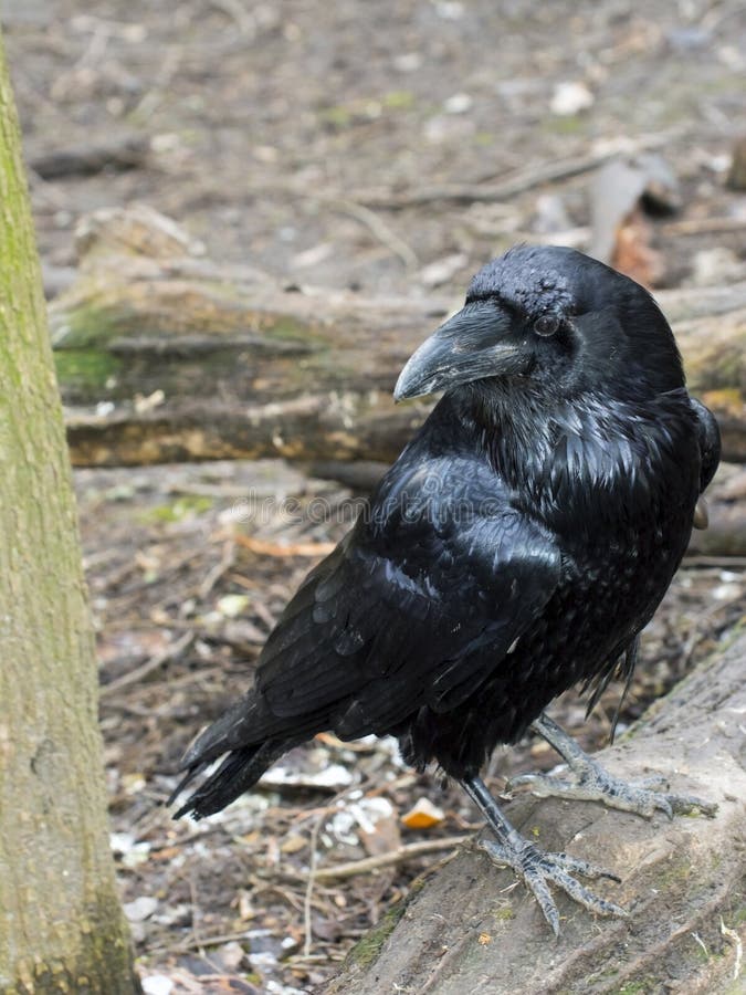 Cuervo (corax del Corvus) imagen de archivo. Imagen de corvus - 50142587