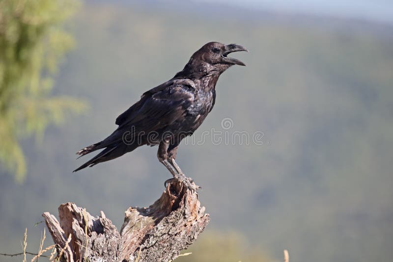 Cuervo, corax del Corvus imagen de archivo. Imagen de cortina - 74961797