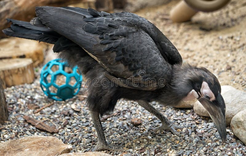 Cuervo de cuernos abisinio imagen de archivo. Imagen de cuervo - 114576457