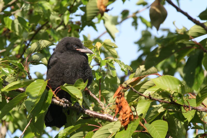Cuervo del bebé imagen de archivo. Imagen de plumas, cuervo - 71923237