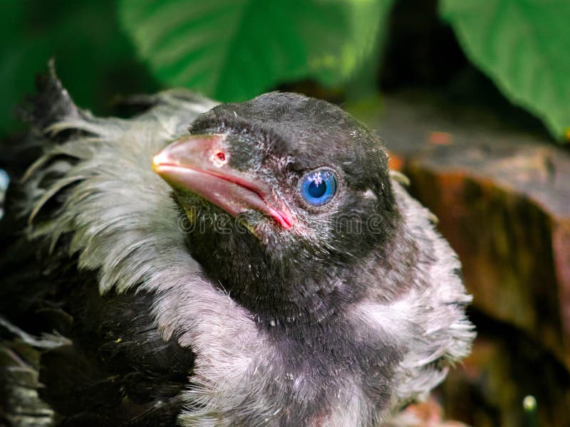 Cuervo del bebé foto de archivo. Imagen de wallpaper - 93843566