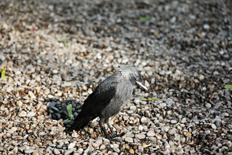 Cuervo Del Campo Común Del Bebé Imagen de archivo - Imagen de animal ...