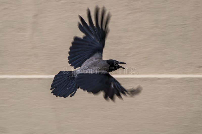 Cuervo en vuelo foto de archivo. Imagen de mosca, fauna - 90787164