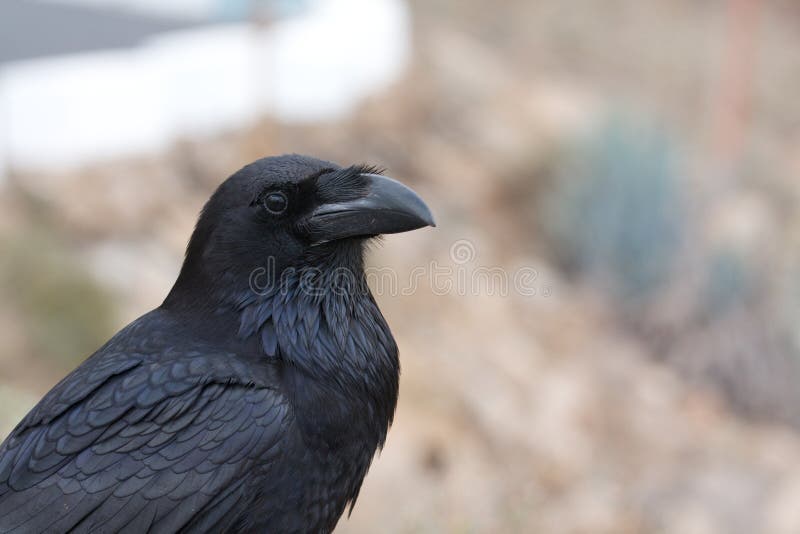 Cuervo negro imagen de archivo. Imagen de perfil, avituallamiento ...