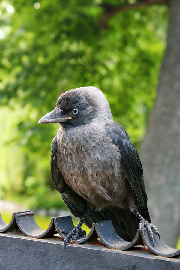 Cuervo negro foto de archivo. Imagen de posta, contraste - 26967412
