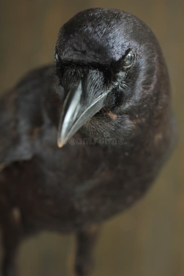 Cuervo negro imagen de archivo. Imagen de perfilando - 29584375