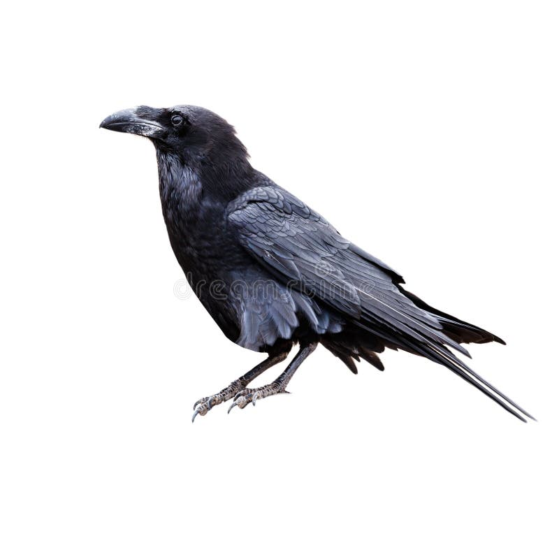 Cuervo negro foto de archivo. Imagen de acantilado, cubo - 1465758