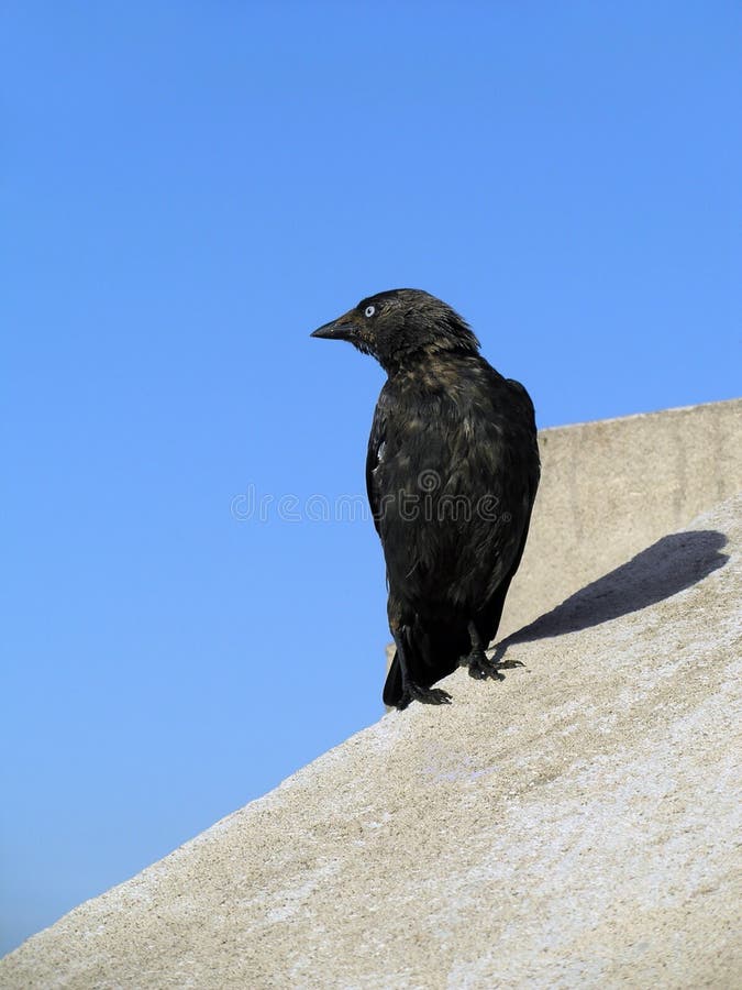 Cuervo negro foto de archivo. Imagen de emplumado, plumas - 7454514