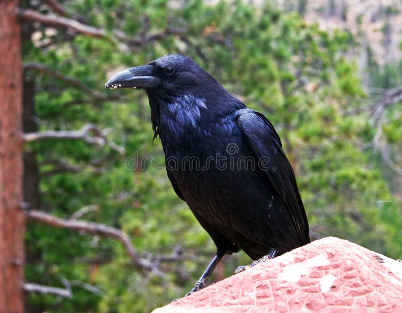 Bosque aterrorizado imagen de archivo. Imagen de parque - 3617117