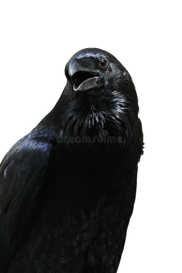 Cuervo Negro Aislado En El Fondo Blanco Imagen de archivo - Imagen de ...