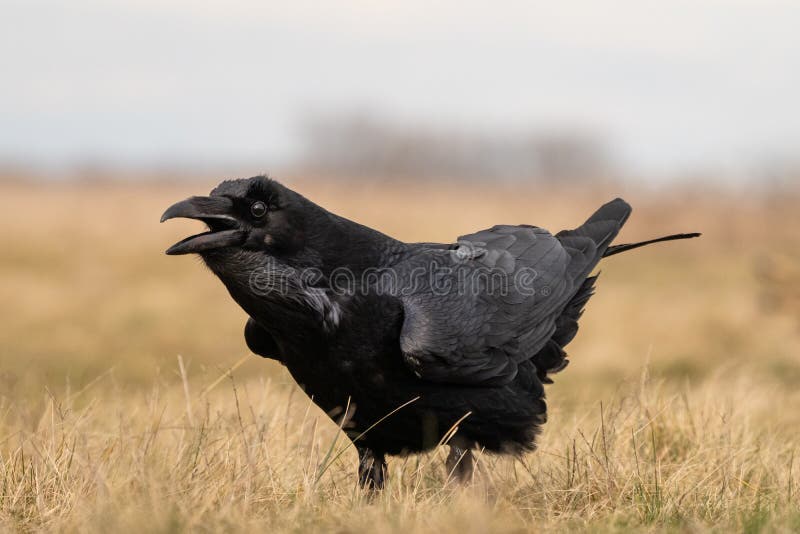 Cuervo Negro De Pie En Un Prado Foto de archivo - Imagen de animales ...