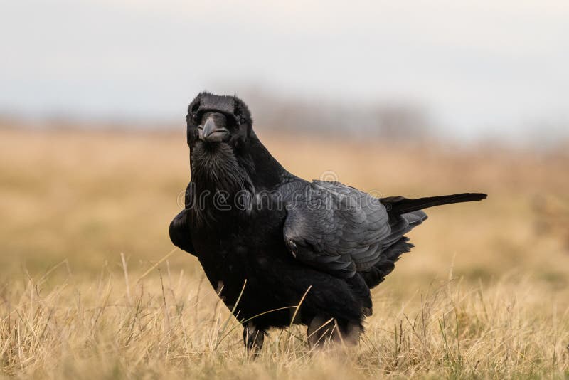 Cuervo Negro De Pie En Un Prado Foto de archivo - Imagen de exterior ...